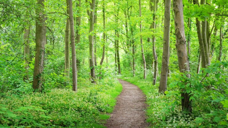 Padurea Comorova: singura padure de pe litoralul romanesc!